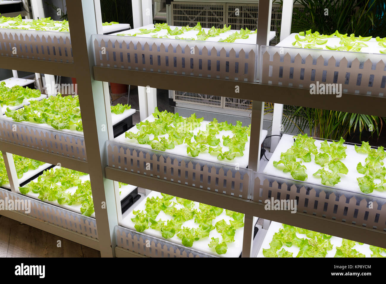 Hydroponic agriculture water conservation hi-res stock photography and ...
