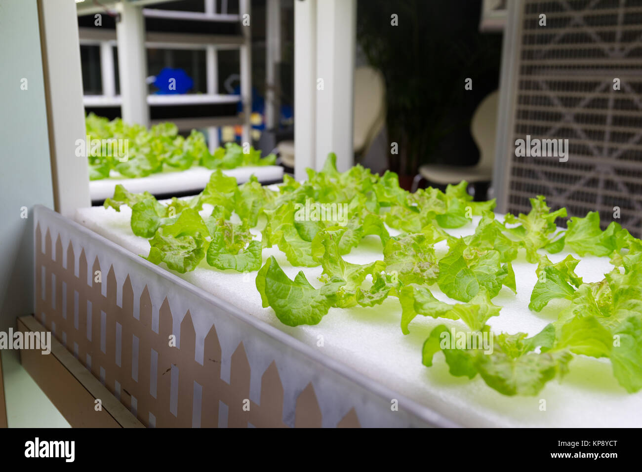 Hydroponics system at indoor Stock Photo - Alamy