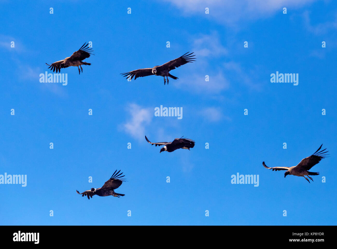 Condors flying in Patagonia. Santa Cruz. Argenitna Stock Photo - Alamy