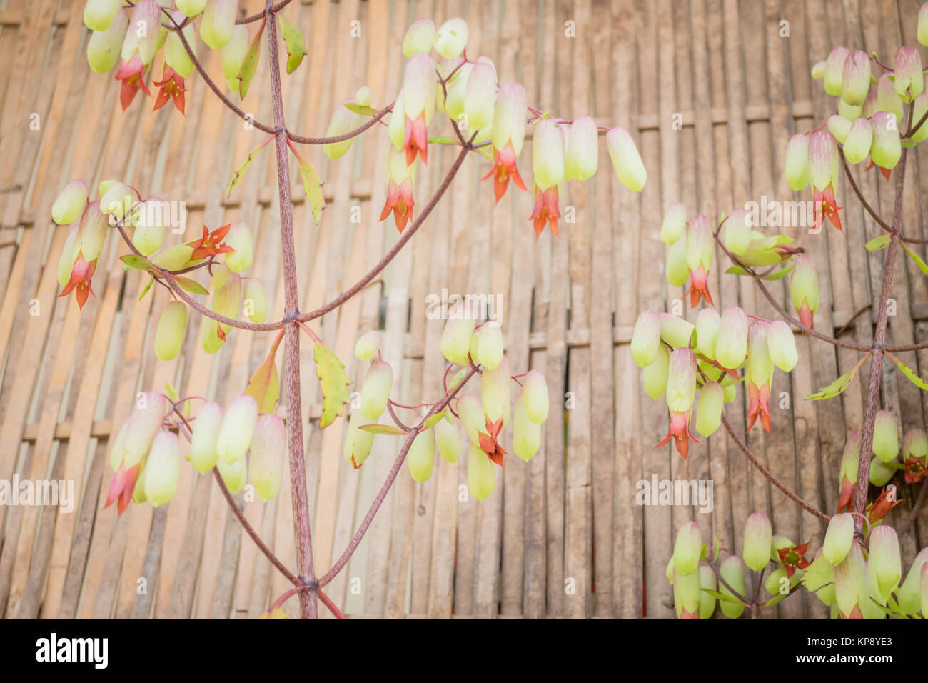 Abnormal flower hi-res stock photography and images - Alamy