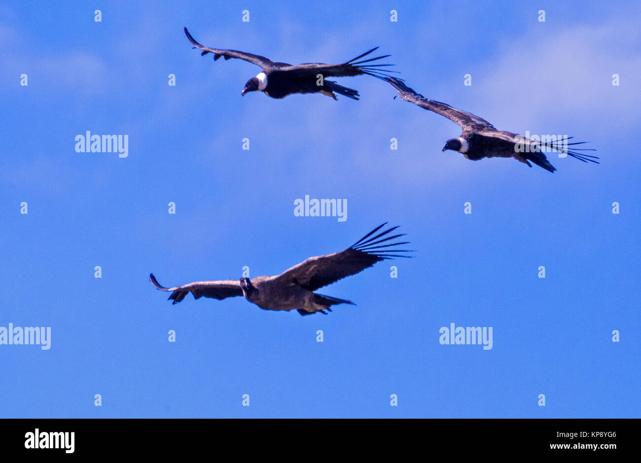 Condors flying in Patagonia. Santa Cruz. Argenitna Stock Photo - Alamy