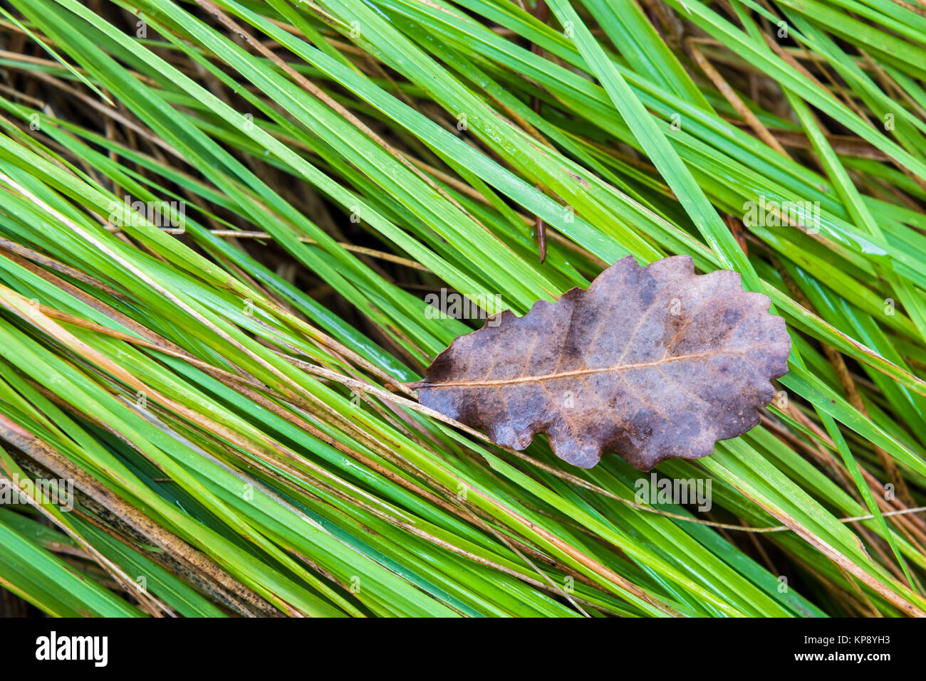 One Single big dry leaf is on the fresh wet green grass in forest Stock ...