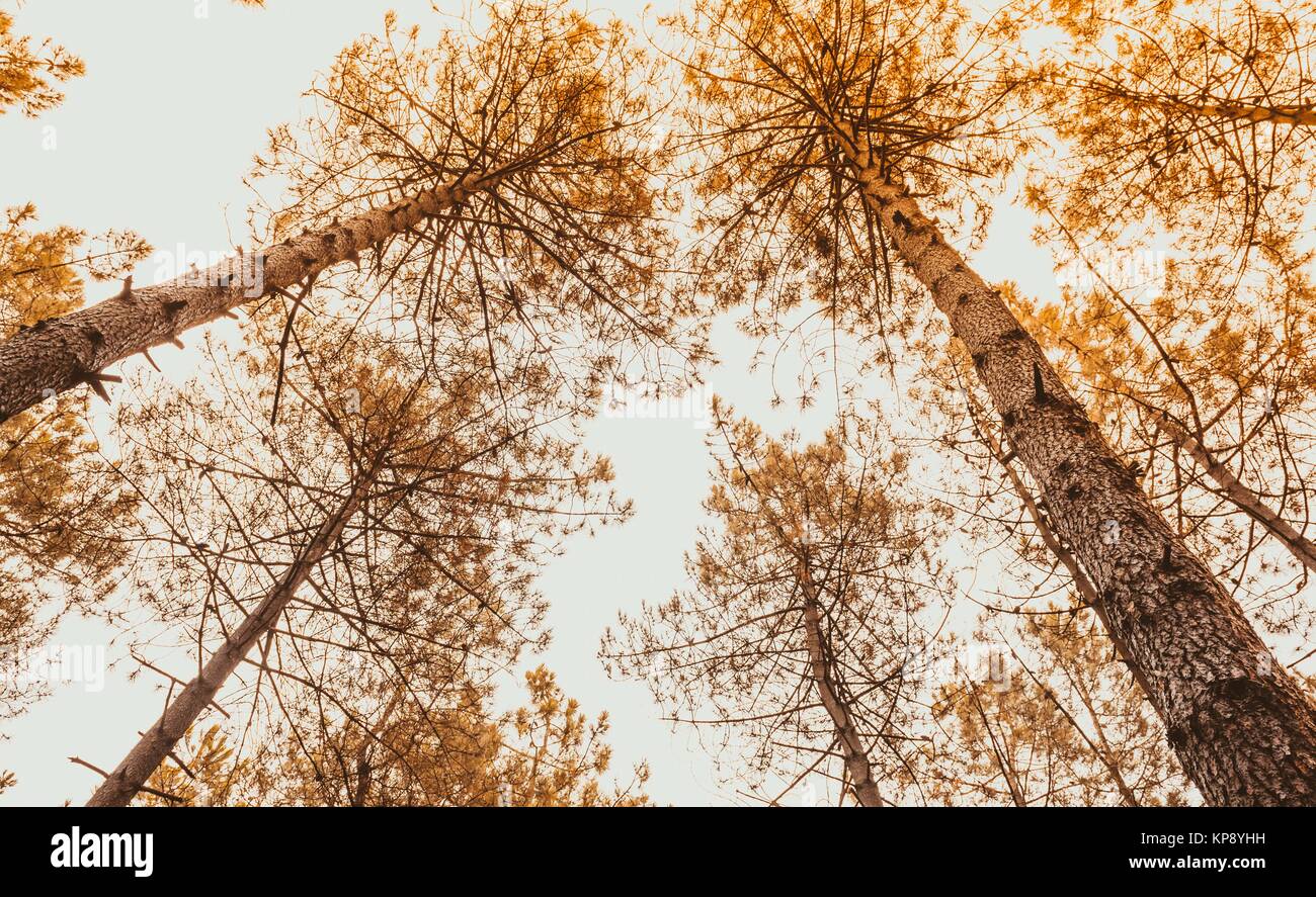 Many Pine trees going up in forest with sunrise.Copy space in middle ...