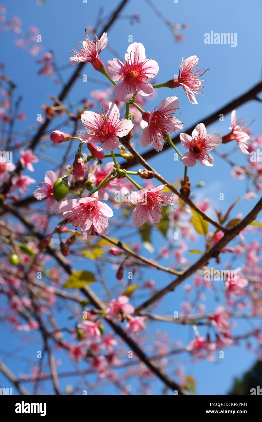 Pink cherry blossom, sakura Stock Photo - Alamy