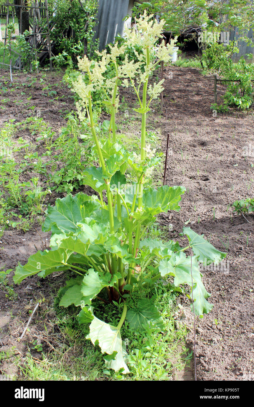 Young flowers of rhubarb in the spring Stock Photo - Alamy