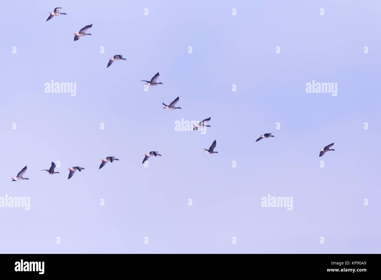 Flock of migrating bean geese flying in v-formation Stock Photo - Alamy