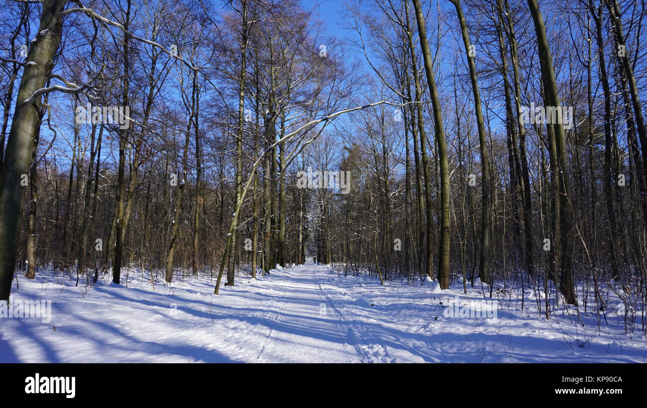 forest road in winter Stock Photo - Alamy