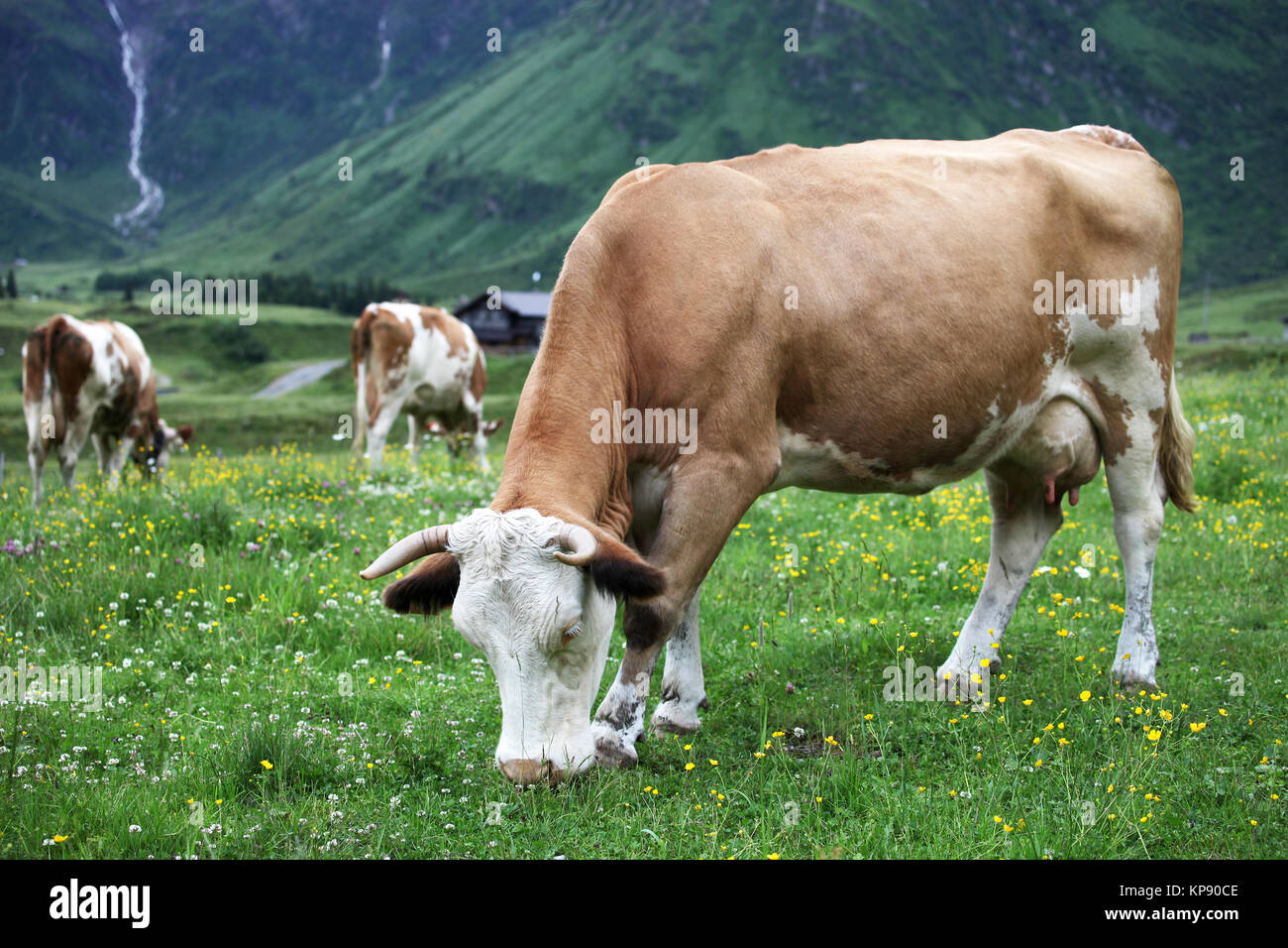 Simmentaler bull hi-res stock photography and images - Alamy