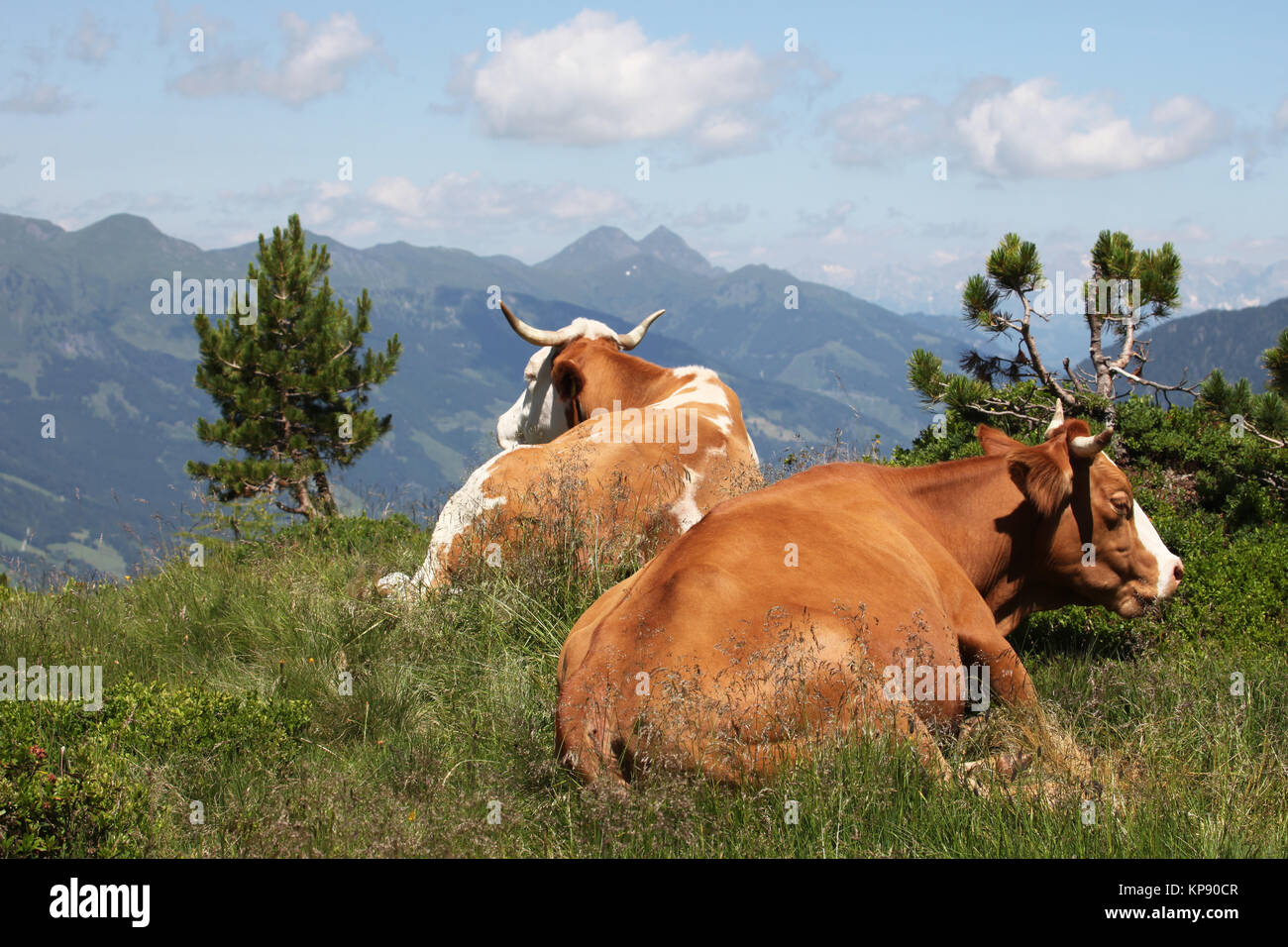 Simmentaler bull hi-res stock photography and images - Alamy