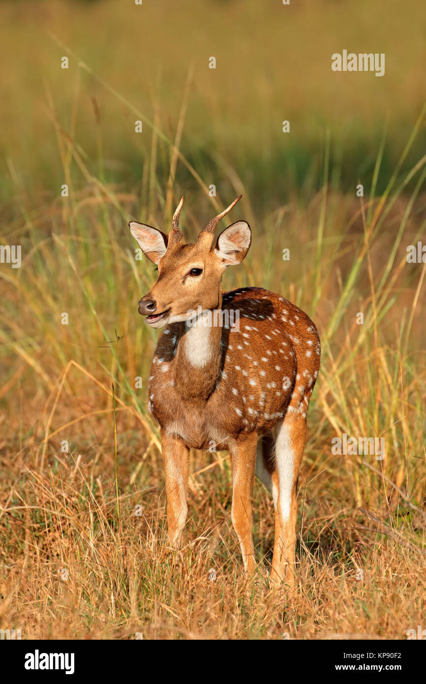Male spotted deer Stock Photo - Alamy