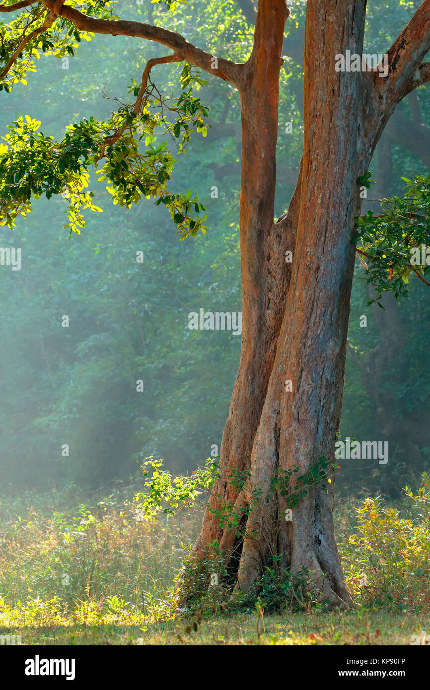 Tree in Indian forest Stock Photo - Alamy