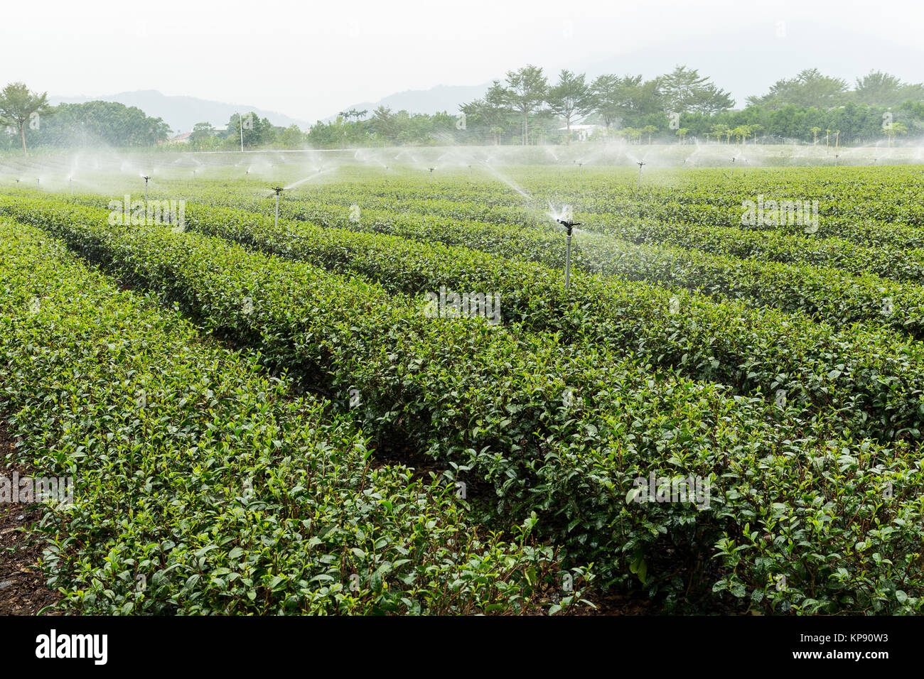 Green tea plantation with cloud in asia Stock Photo - Alamy