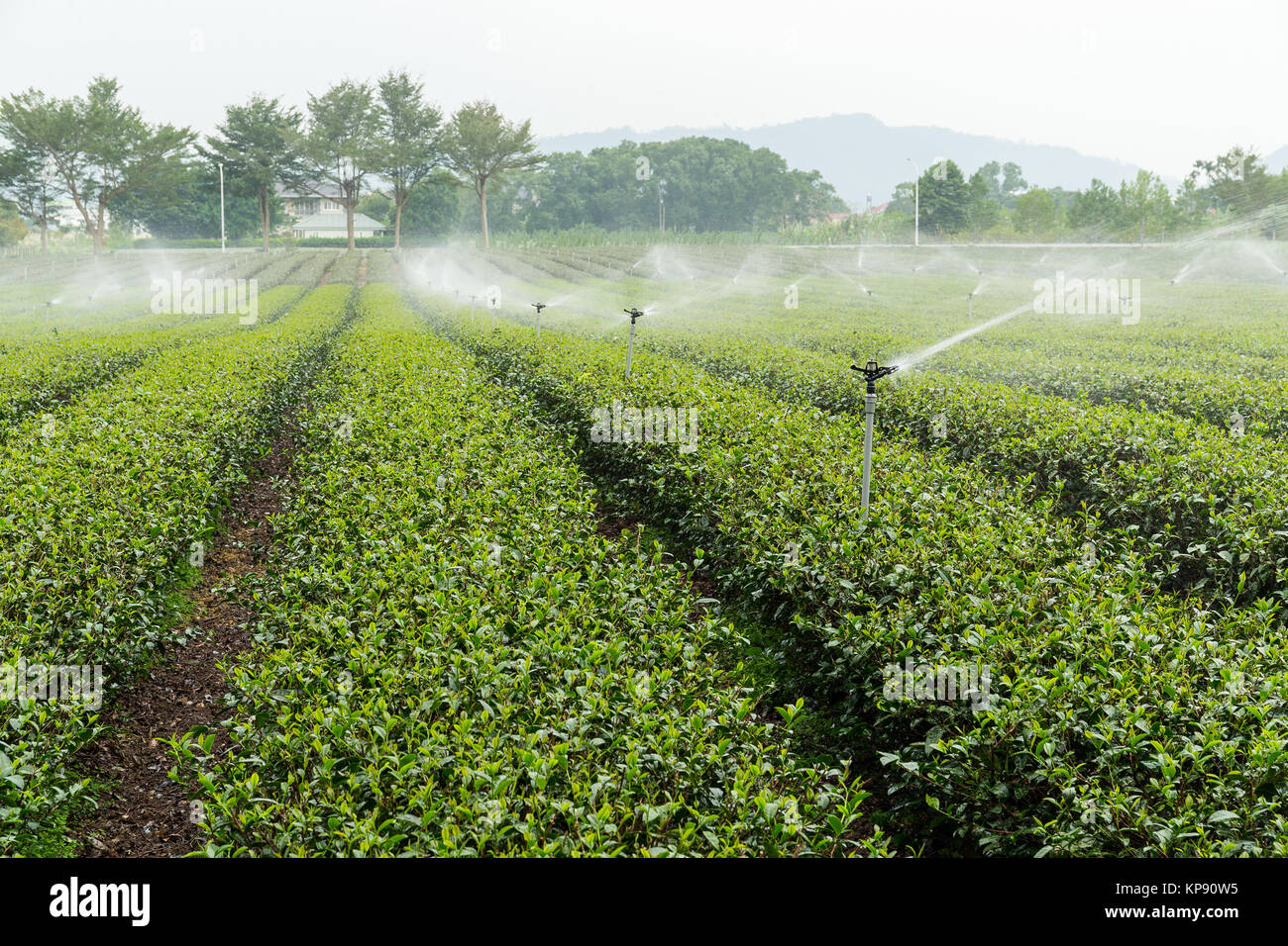 Tea plantation with cloud in asia Stock Photo - Alamy
