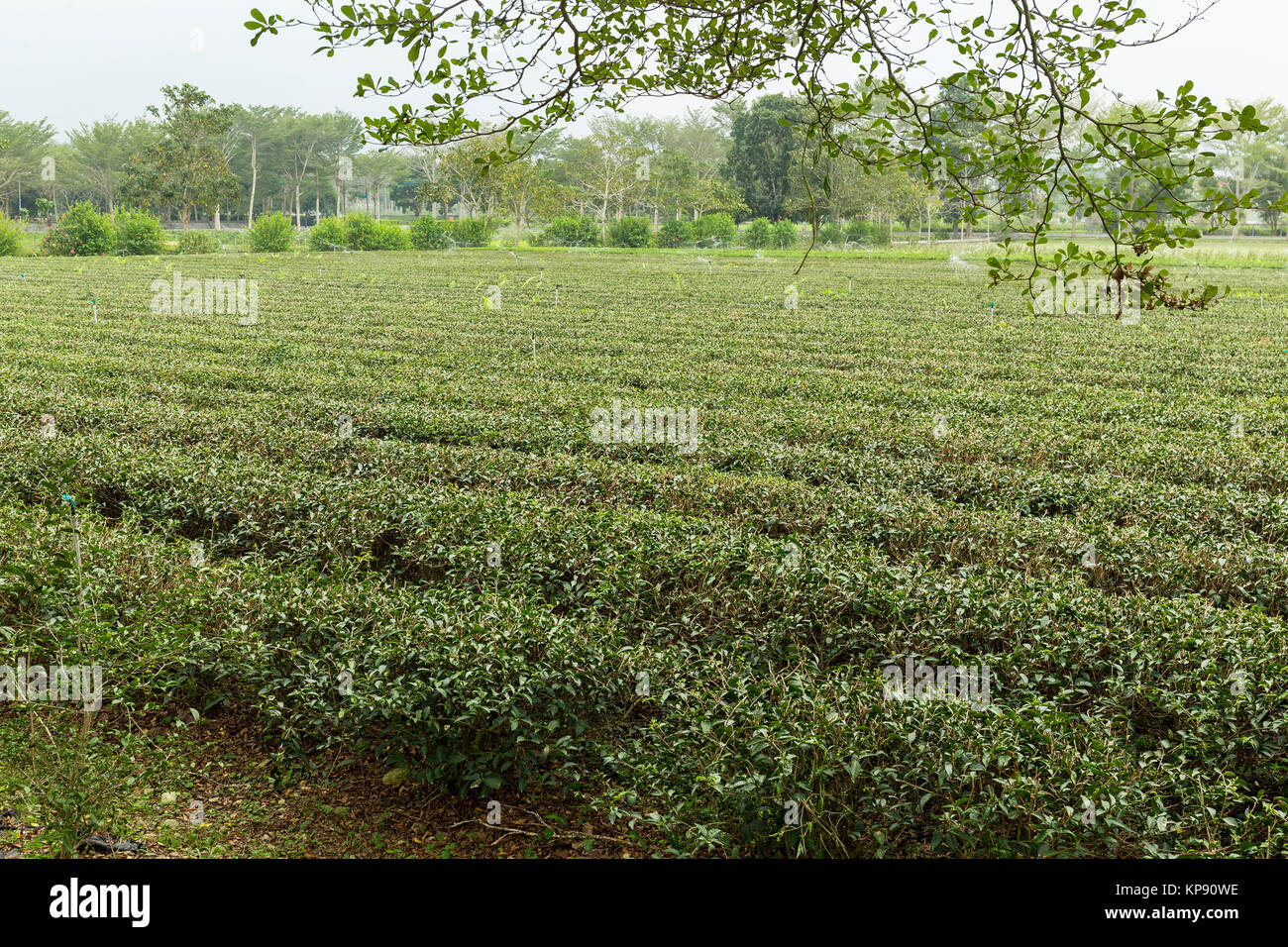 Plantation paradise hi-res stock photography and images - Alamy