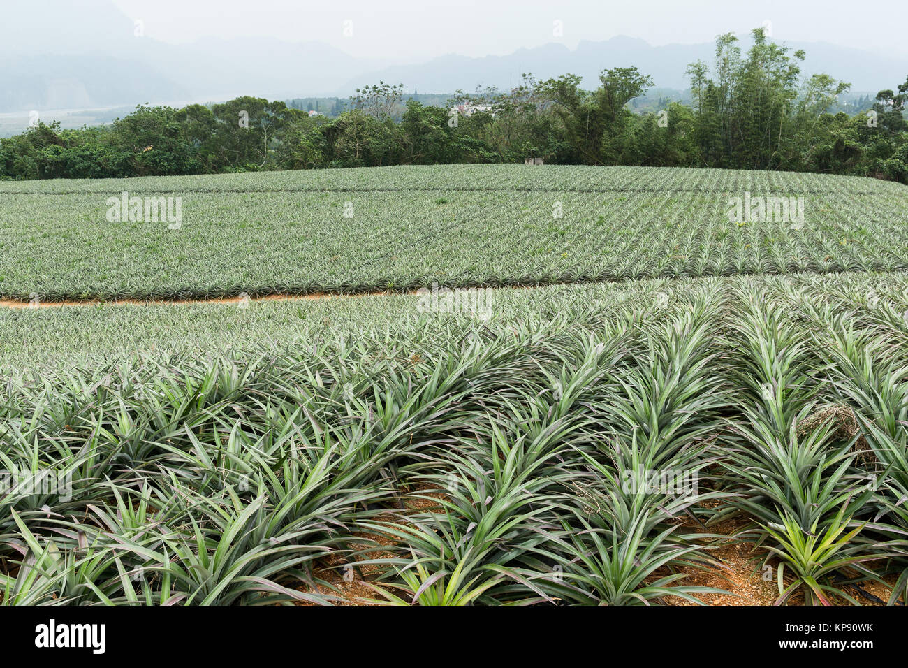 Pineapple Farm Field Stock Photo - Alamy