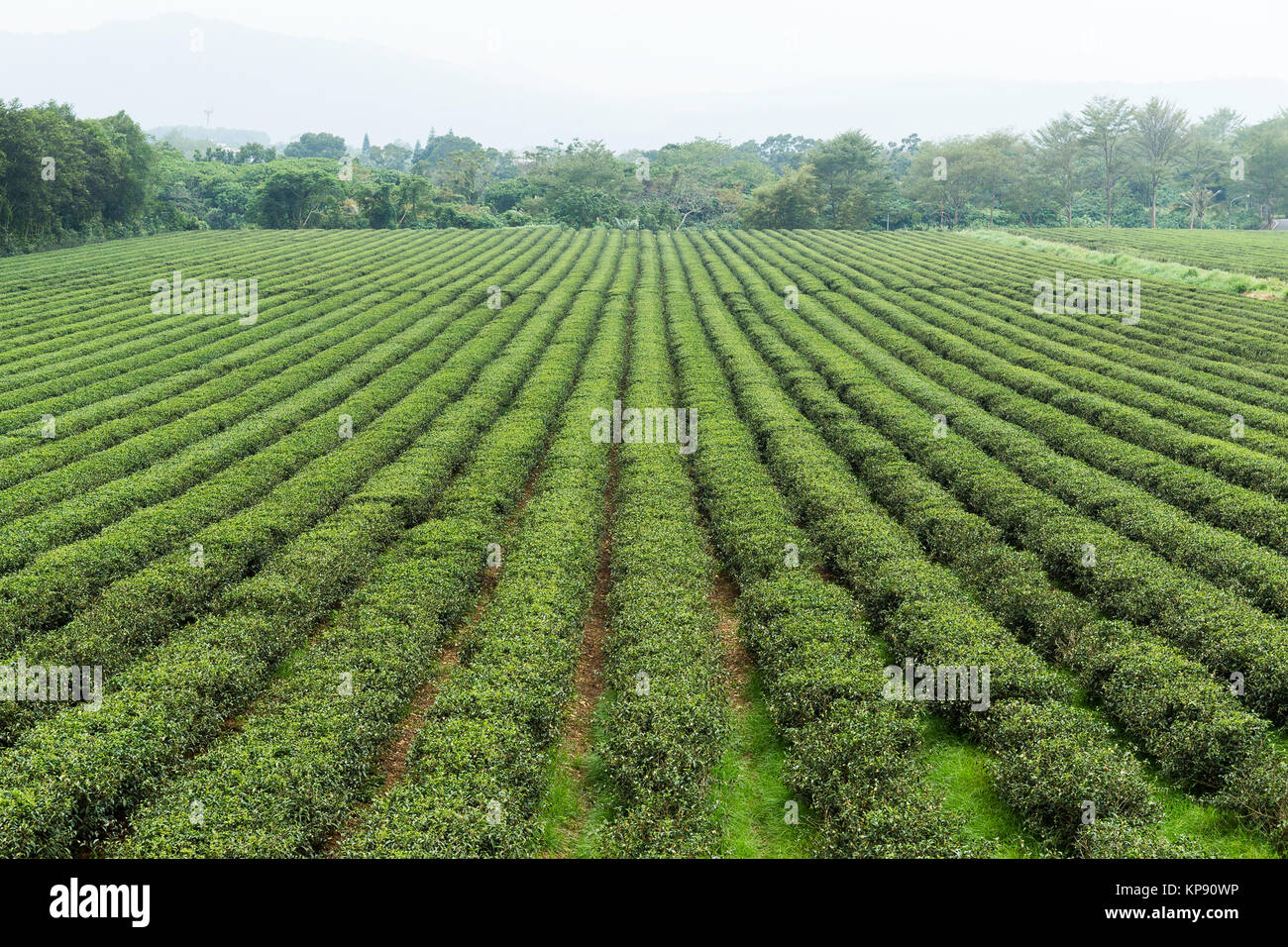 Tea field in Taiwan Stock Photo - Alamy