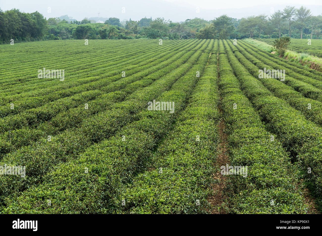 Green tea field Stock Photo - Alamy