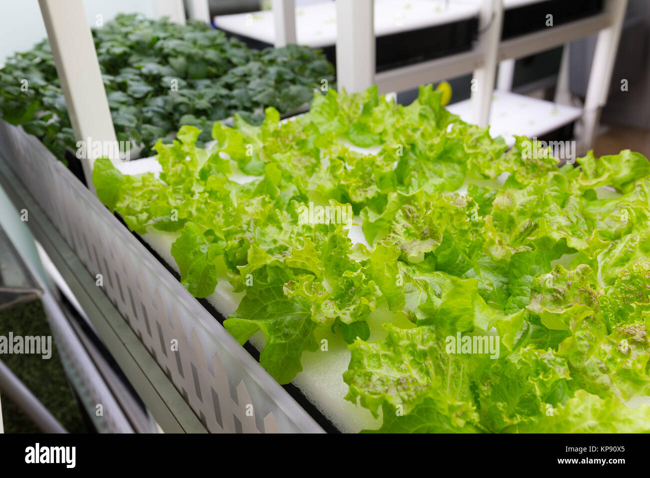 Planting hydroponics at indoor Stock Photo - Alamy