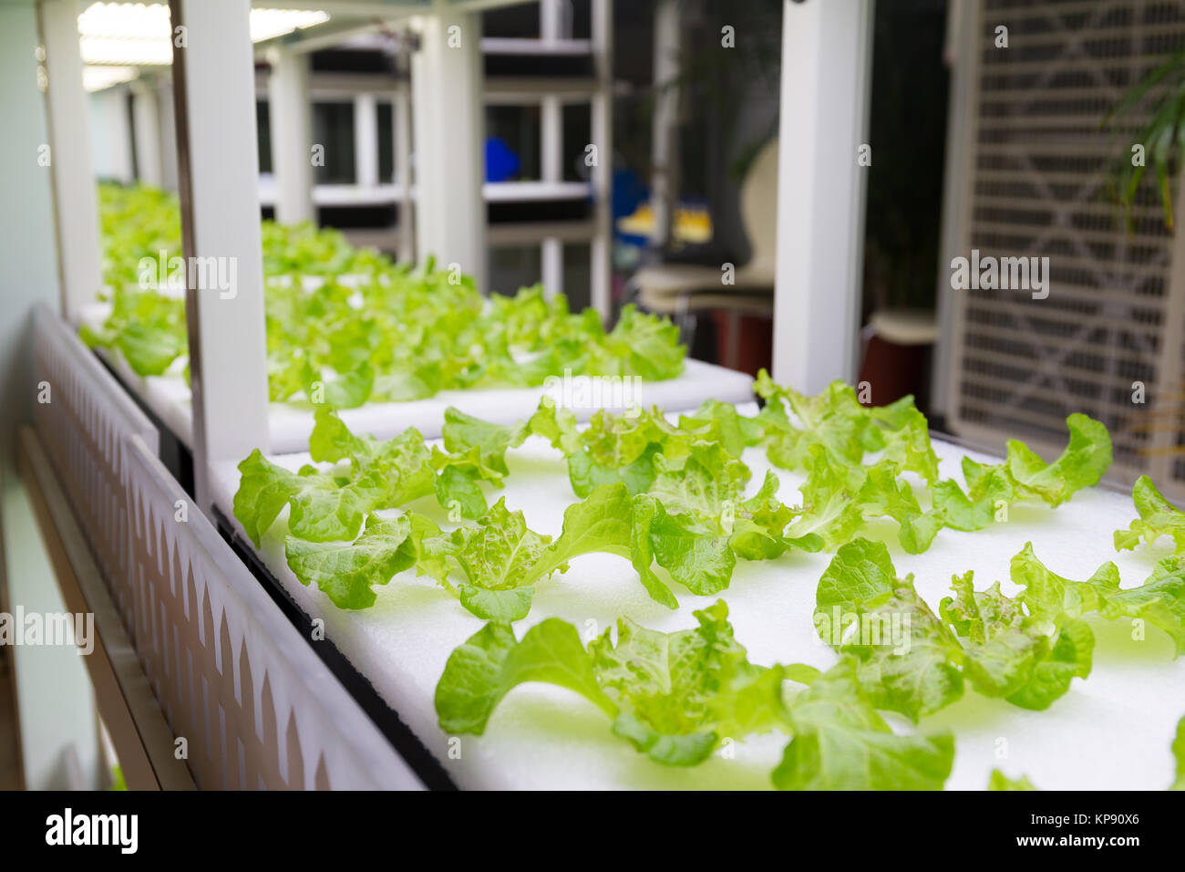 Plants cultivated in hydroponic system Stock Photo - Alamy