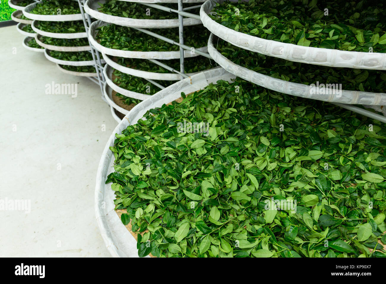 Fermentation racks of tea in factory Stock Photo - Alamy
