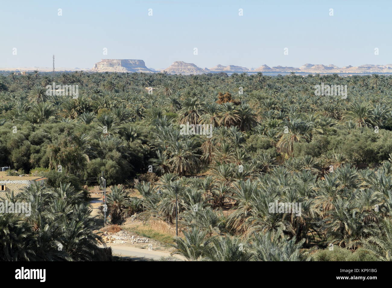 Egypt palm trees palms hi-res stock photography and images - Alamy