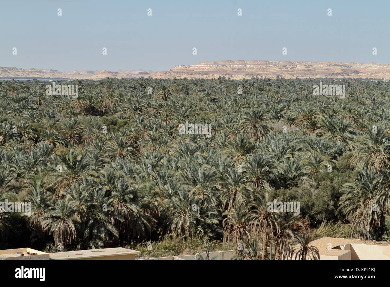 Egypt palm trees palms hi-res stock photography and images - Alamy