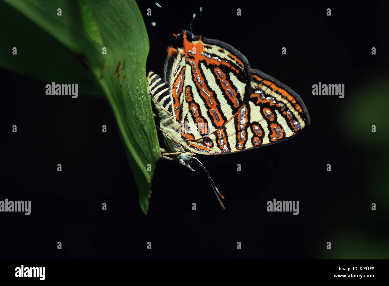 common silverline butterfly Stock Photo - Alamy