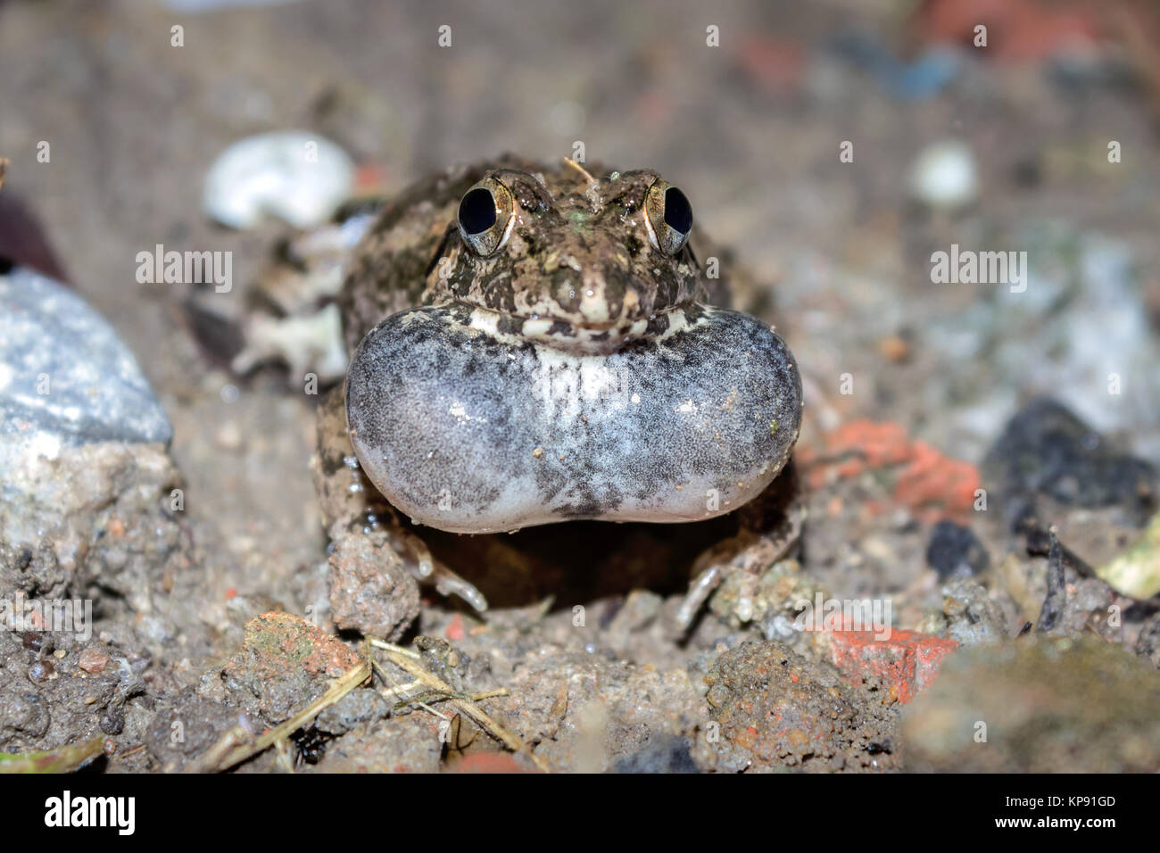 Skittering hi-res stock photography and images - Alamy