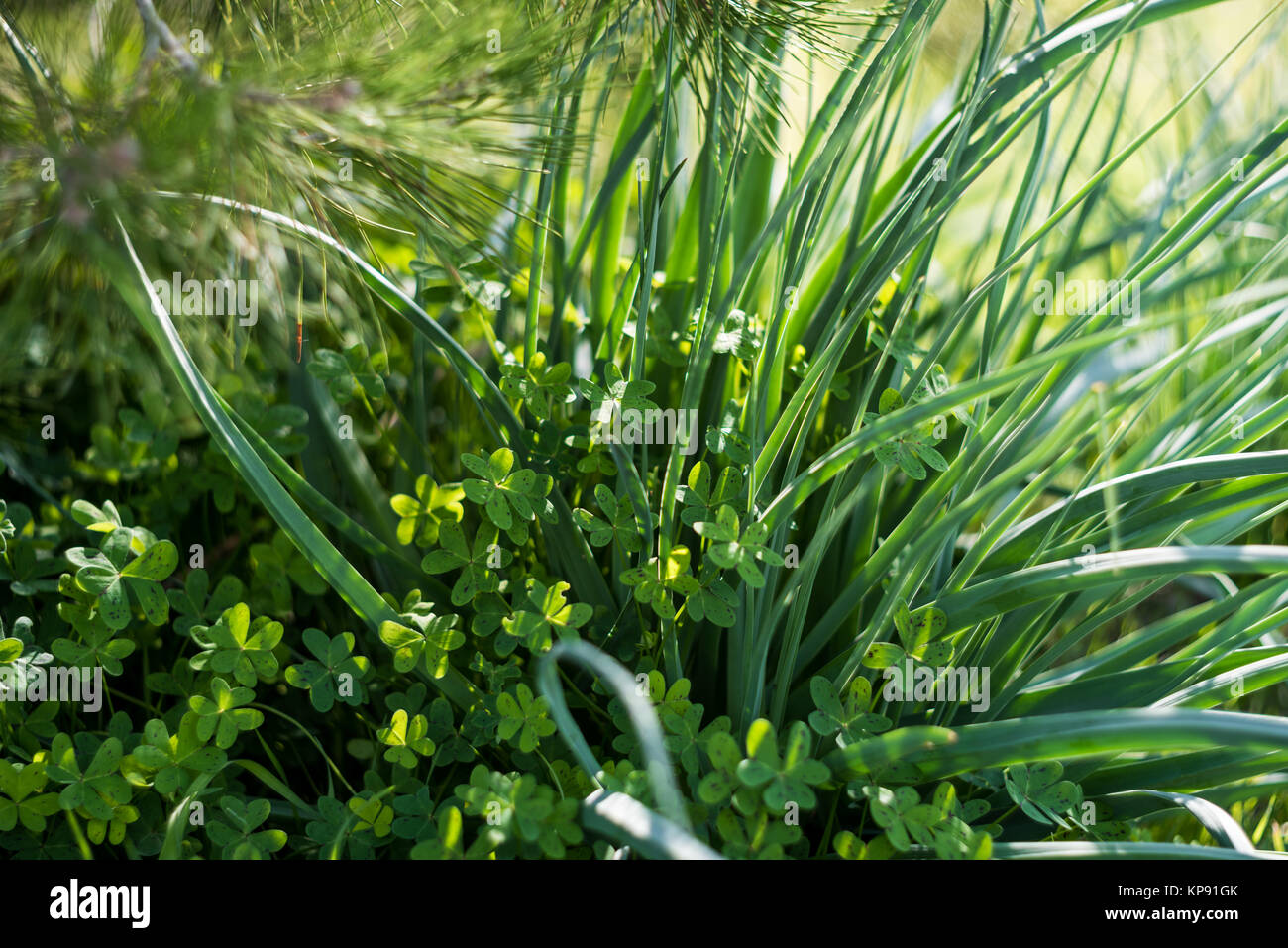 Fresh green Clover grass in forest park Stock Photo - Alamy