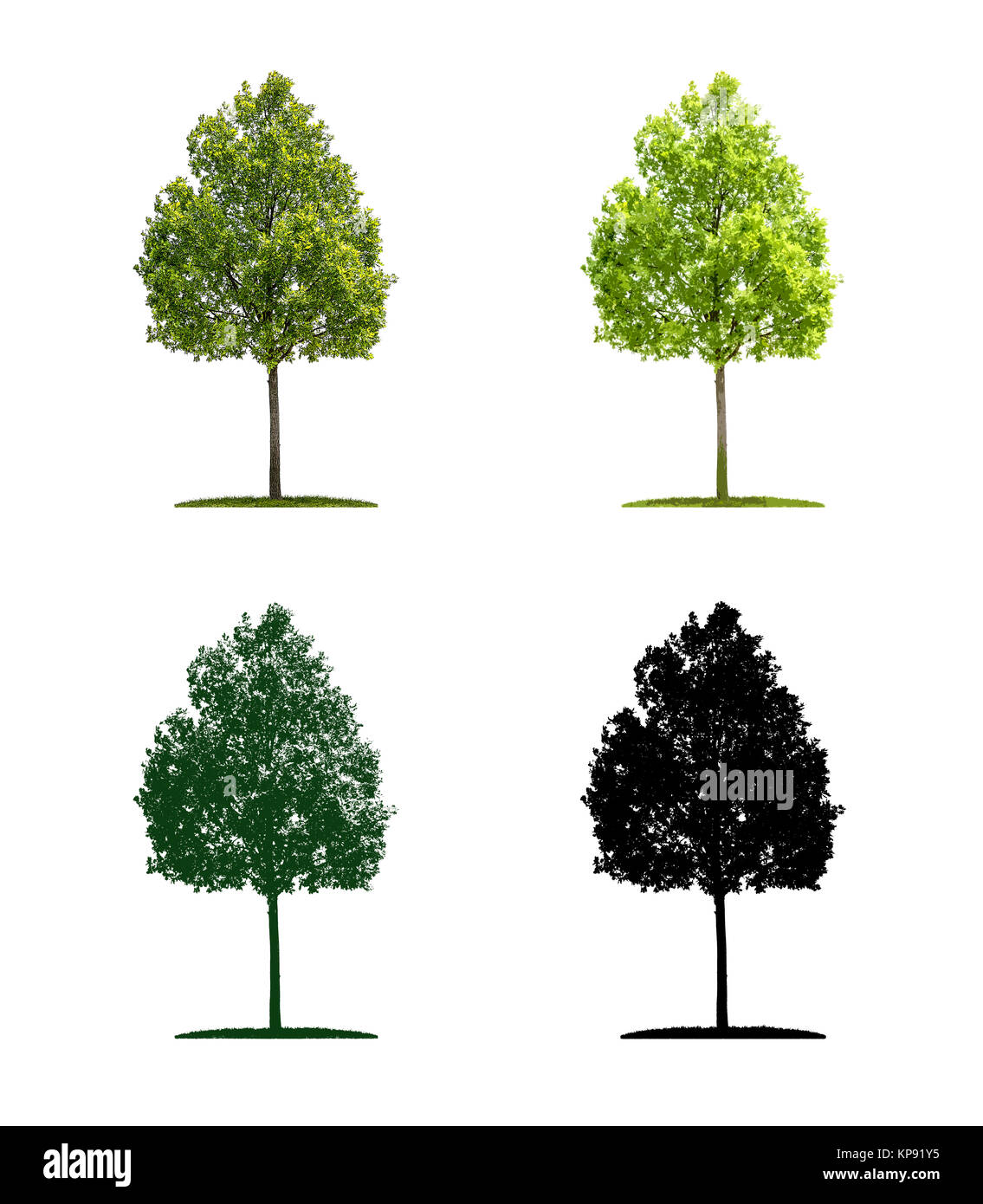 Oak Tree Drawing High Resolution Stock Photography and Images - Alamy