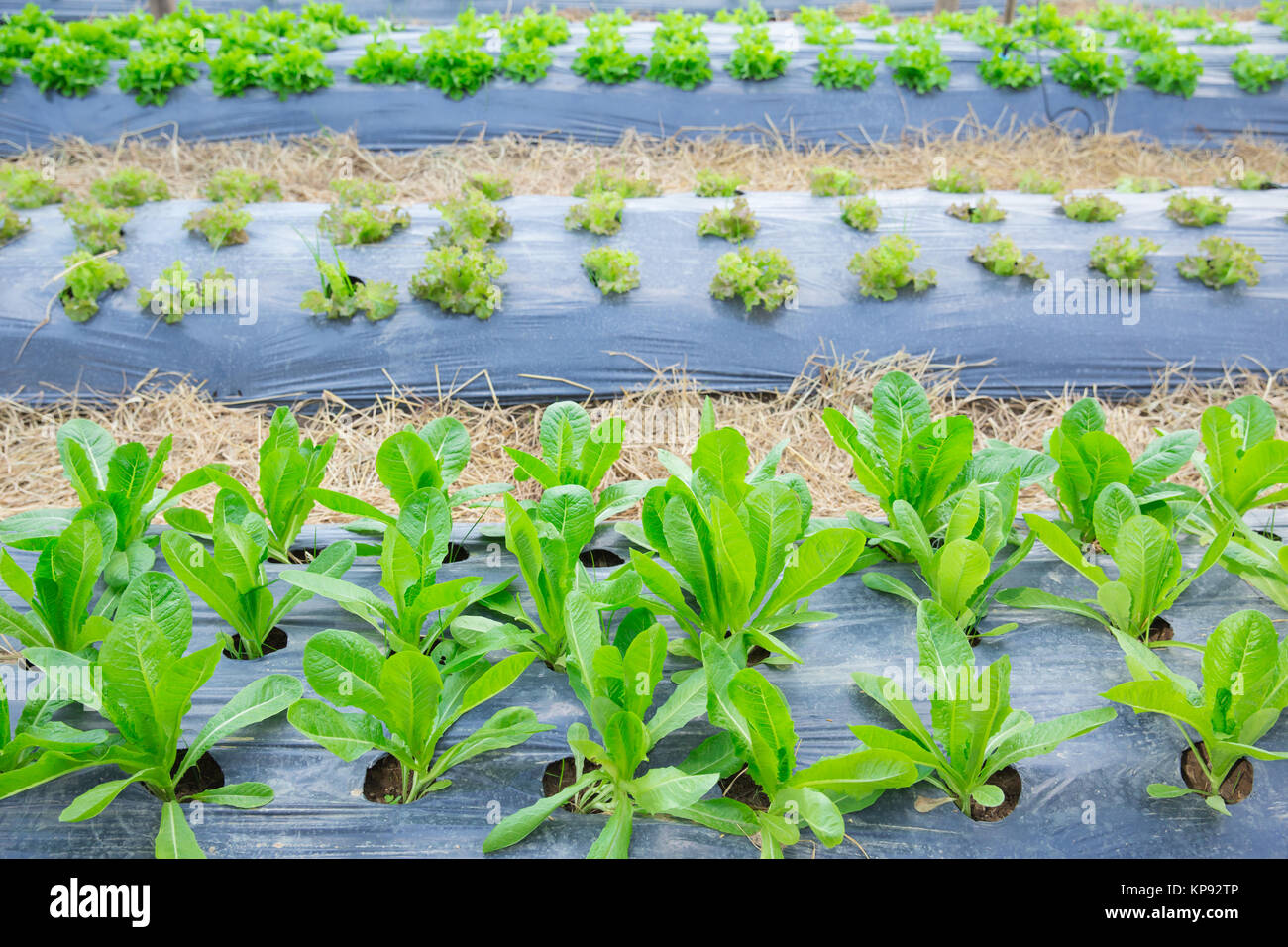 organic farm fresh green salad vegetable healthy Stock Photo - Alamy