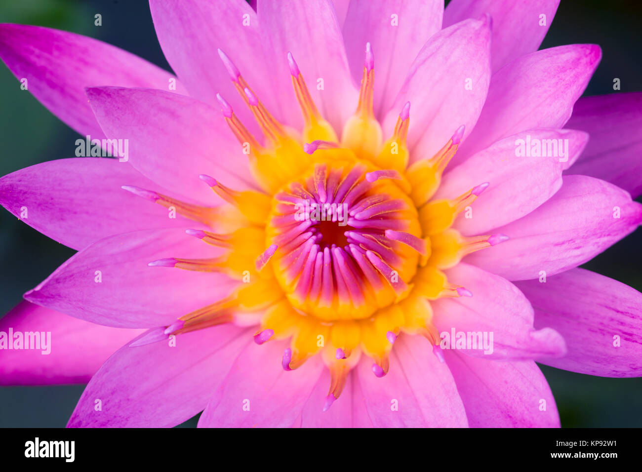 Lotus pink Water Lilly Flower of Peace Asian Buddha Stock Photo - Alamy