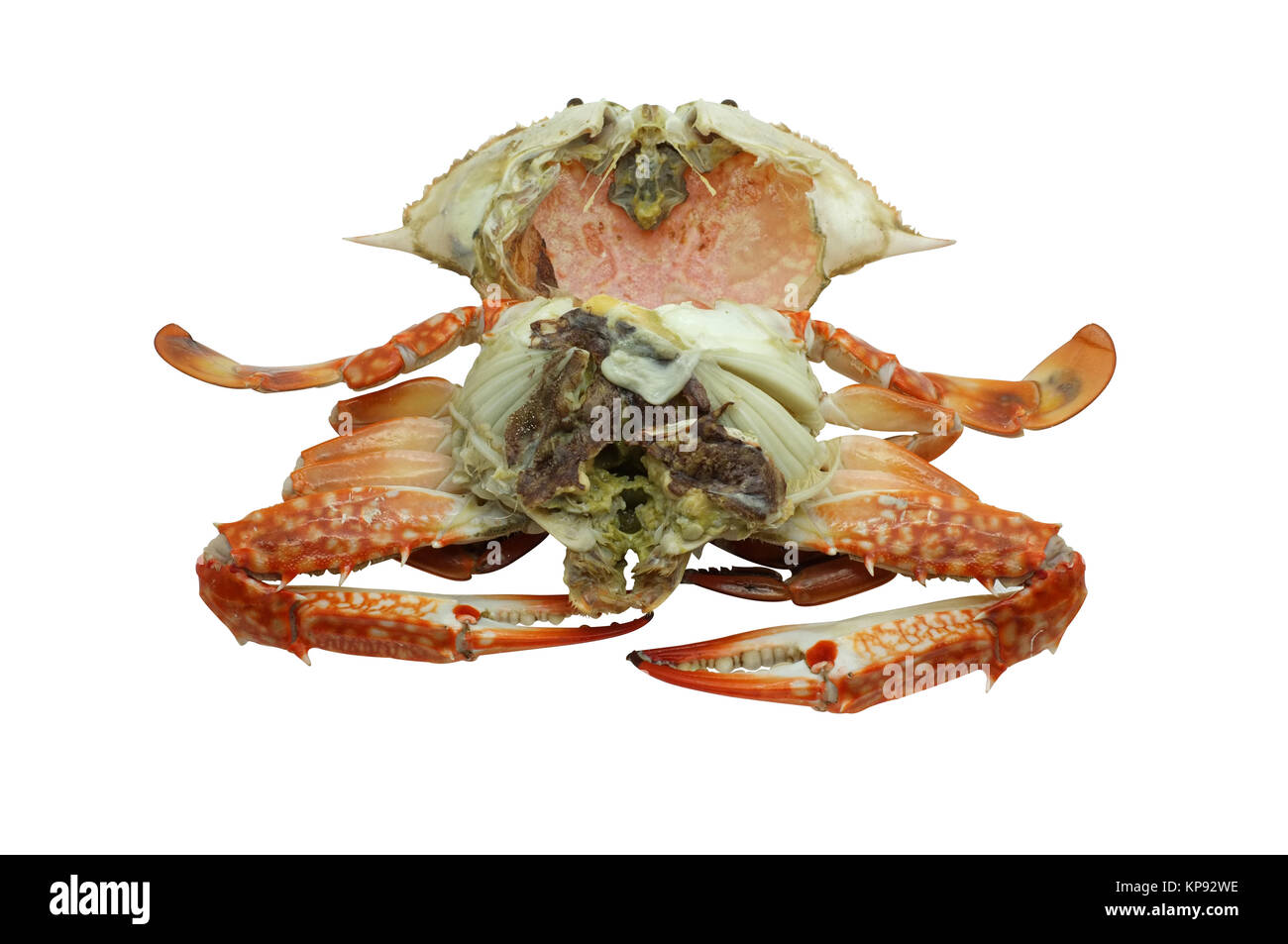 Streamed / boiled Flower crab / Blue crab / Blue swimmer crab / Blue manna crab / Sand crab ...