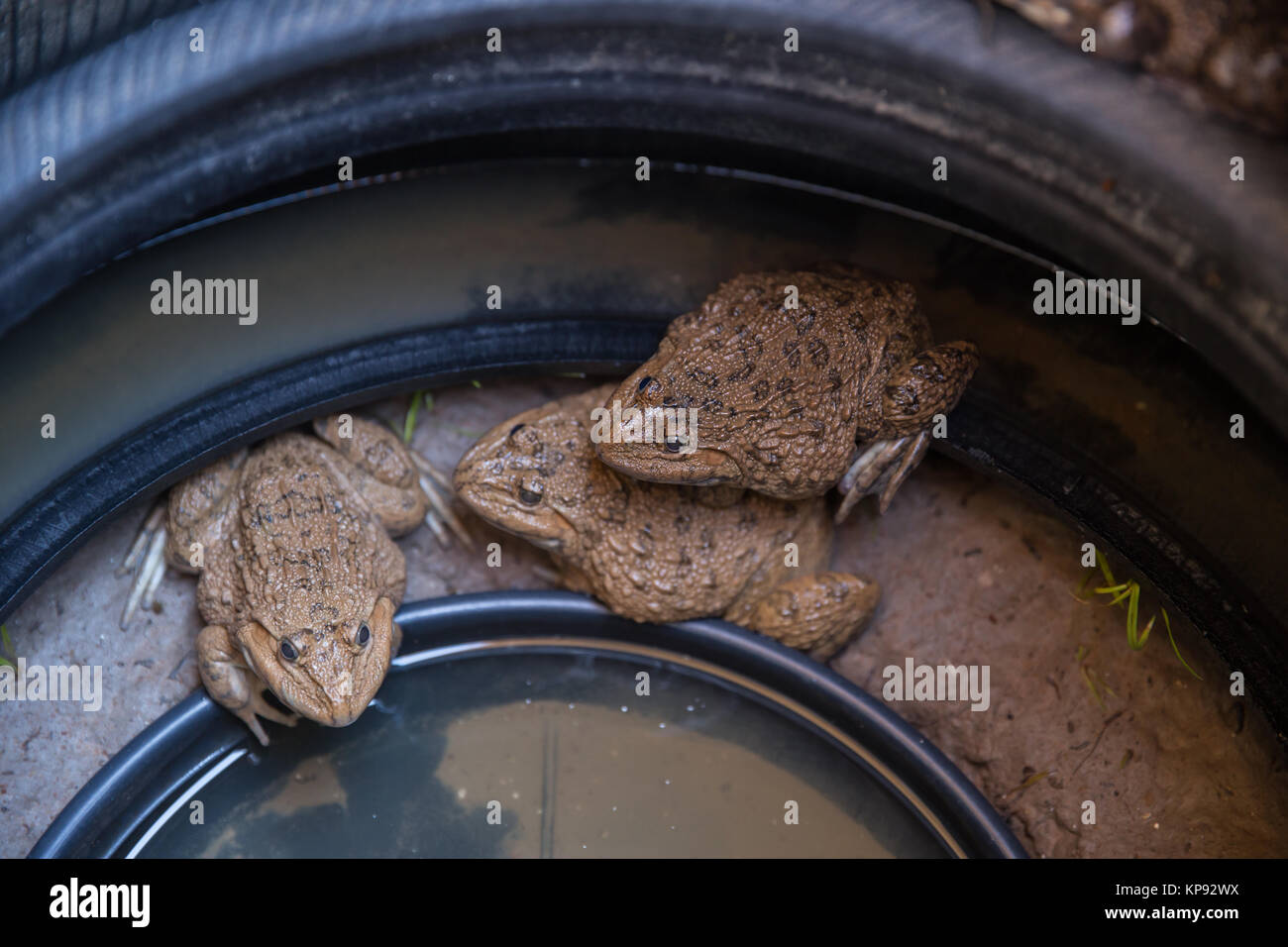 Bull Frog farm livestock in old tire stack for food in Thailand Stock ...