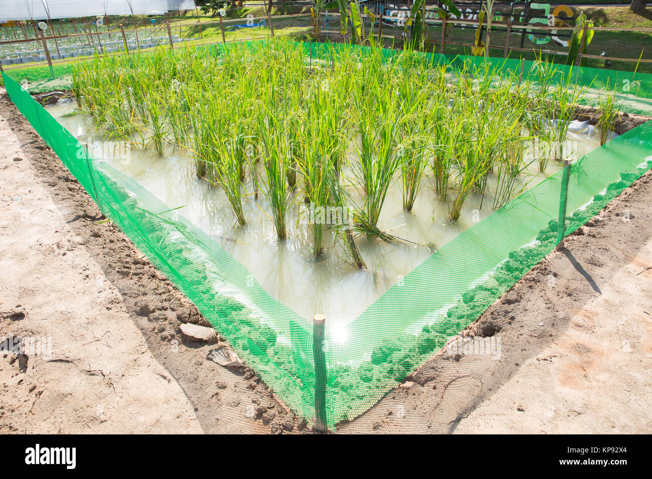 Experimental rice field planting in agriculture science research Stock ...