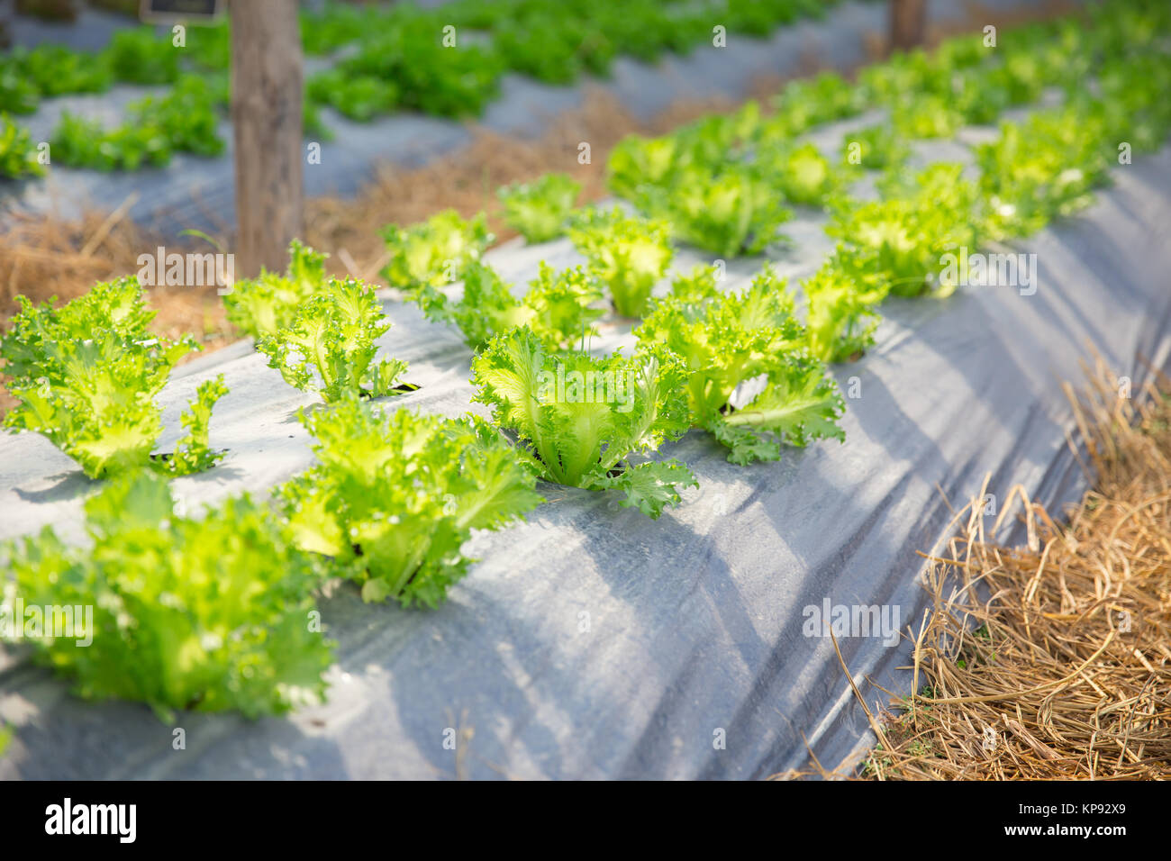 Salad Lettuce Plant agriculture farm field Stock Photo - Alamy