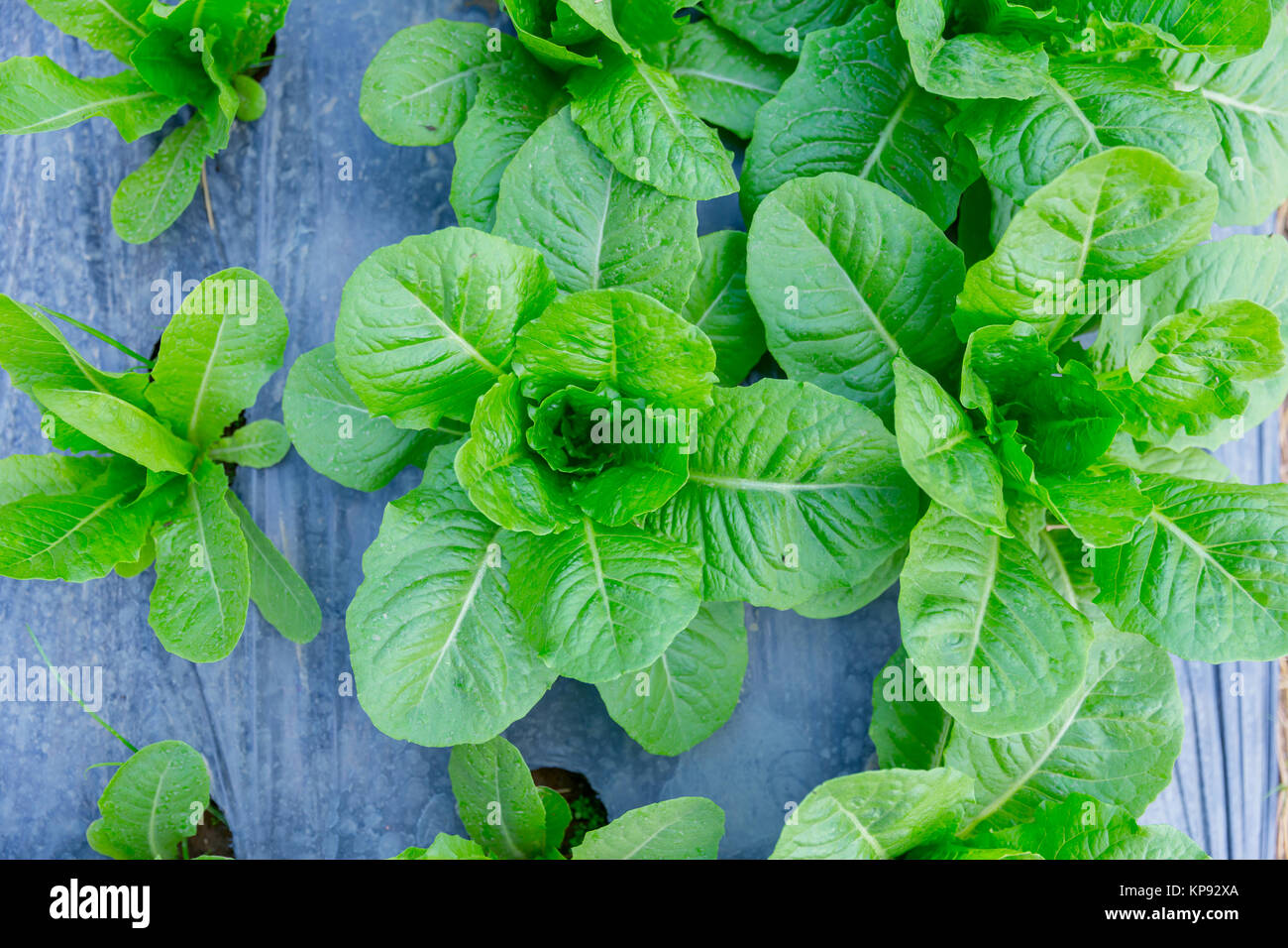 Oganic Green Cos Plant Salad healthy vegetable Stock Photo - Alamy