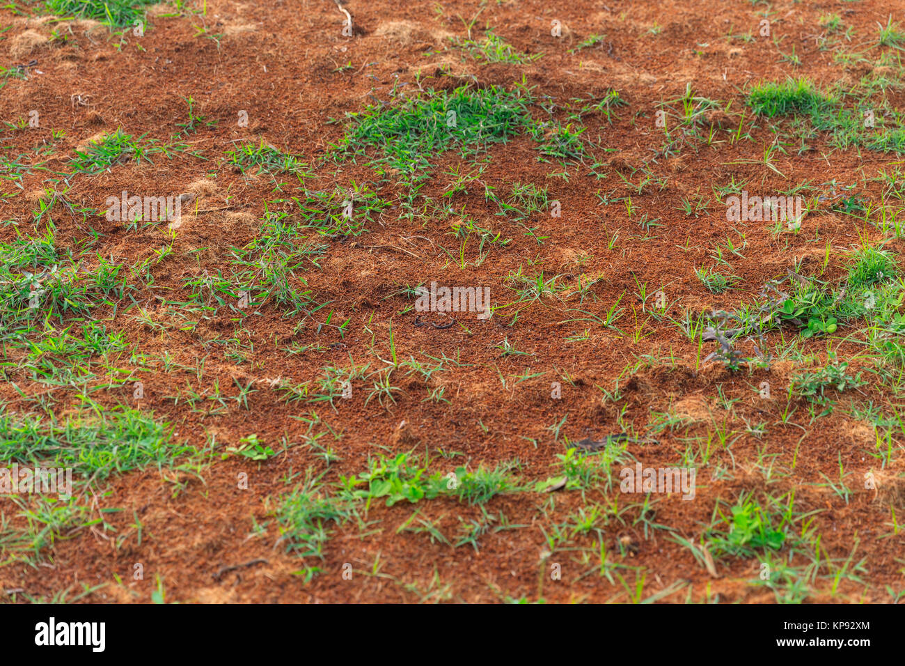 grass sprout grown from fertile soil Stock Photo - Alamy