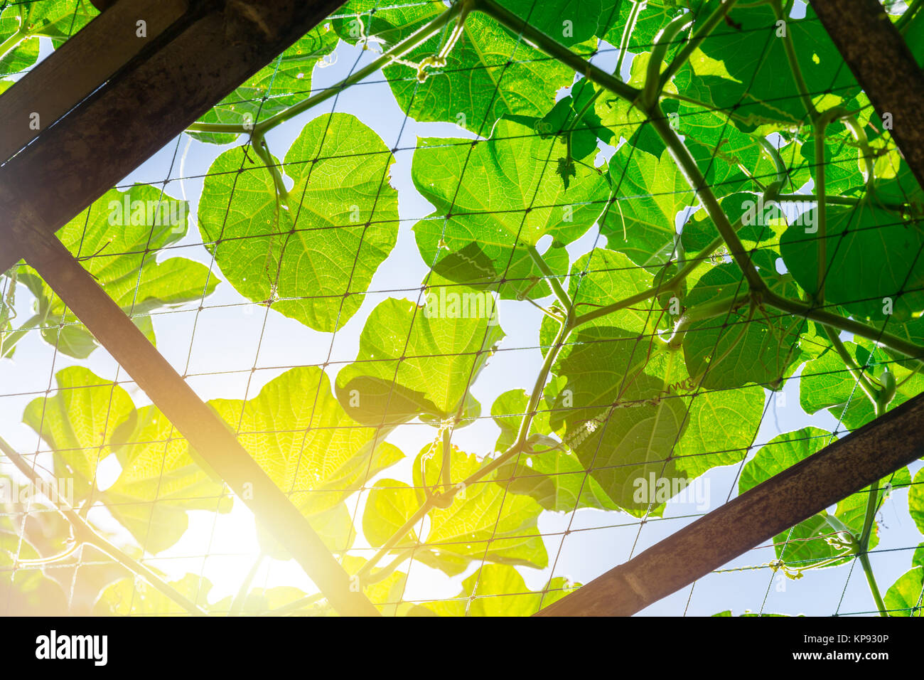 Leaf roof hi-res stock photography and images - Alamy