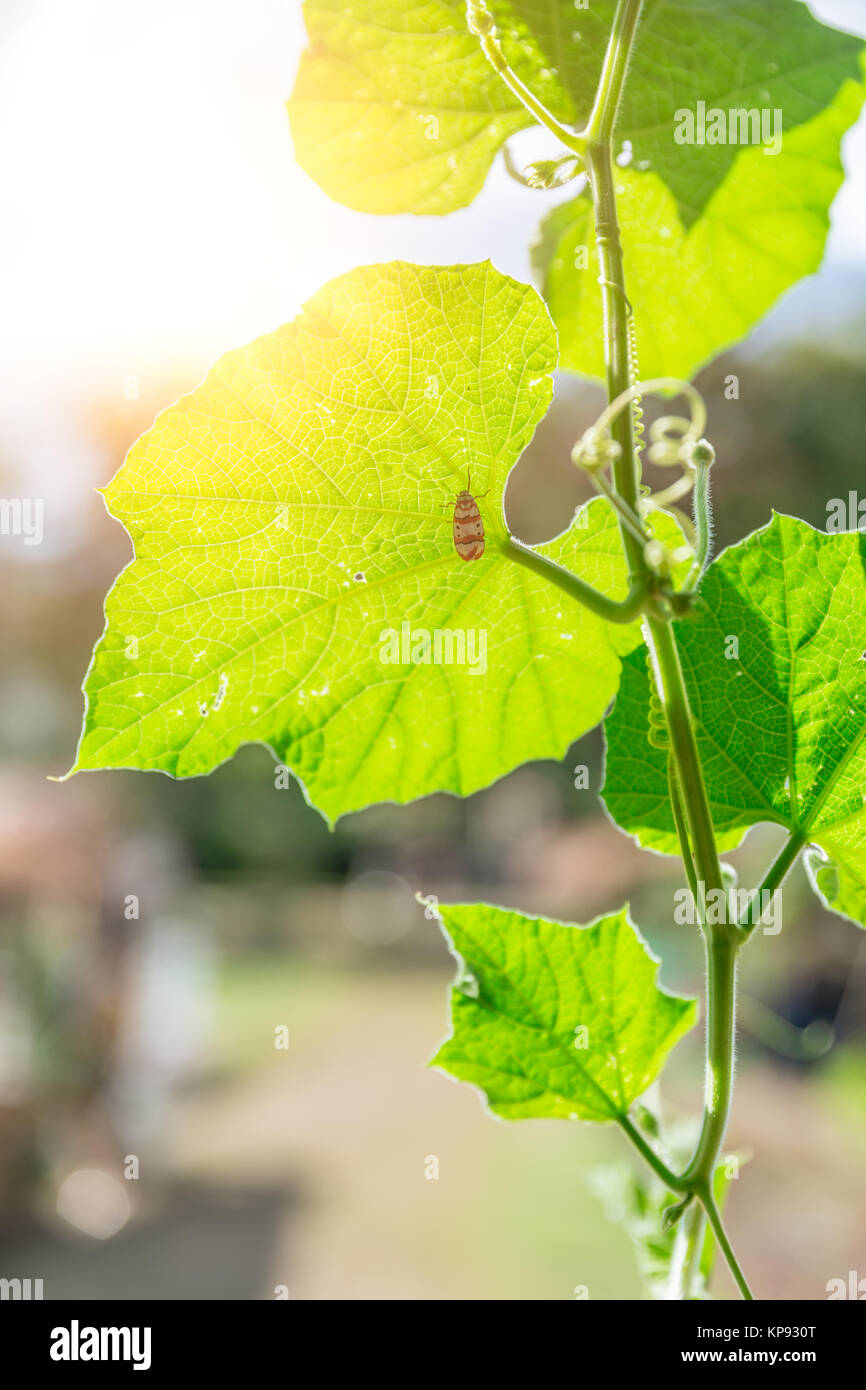 Nature Science and Ecology. Closeup green leaf texture with chlorophyll ...
