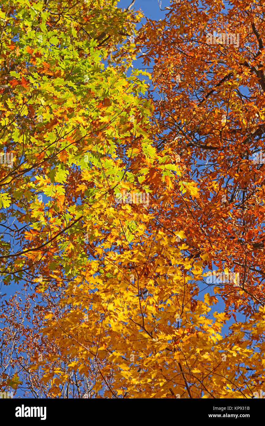 Riot of Colors in the Fall Stock Photo - Alamy