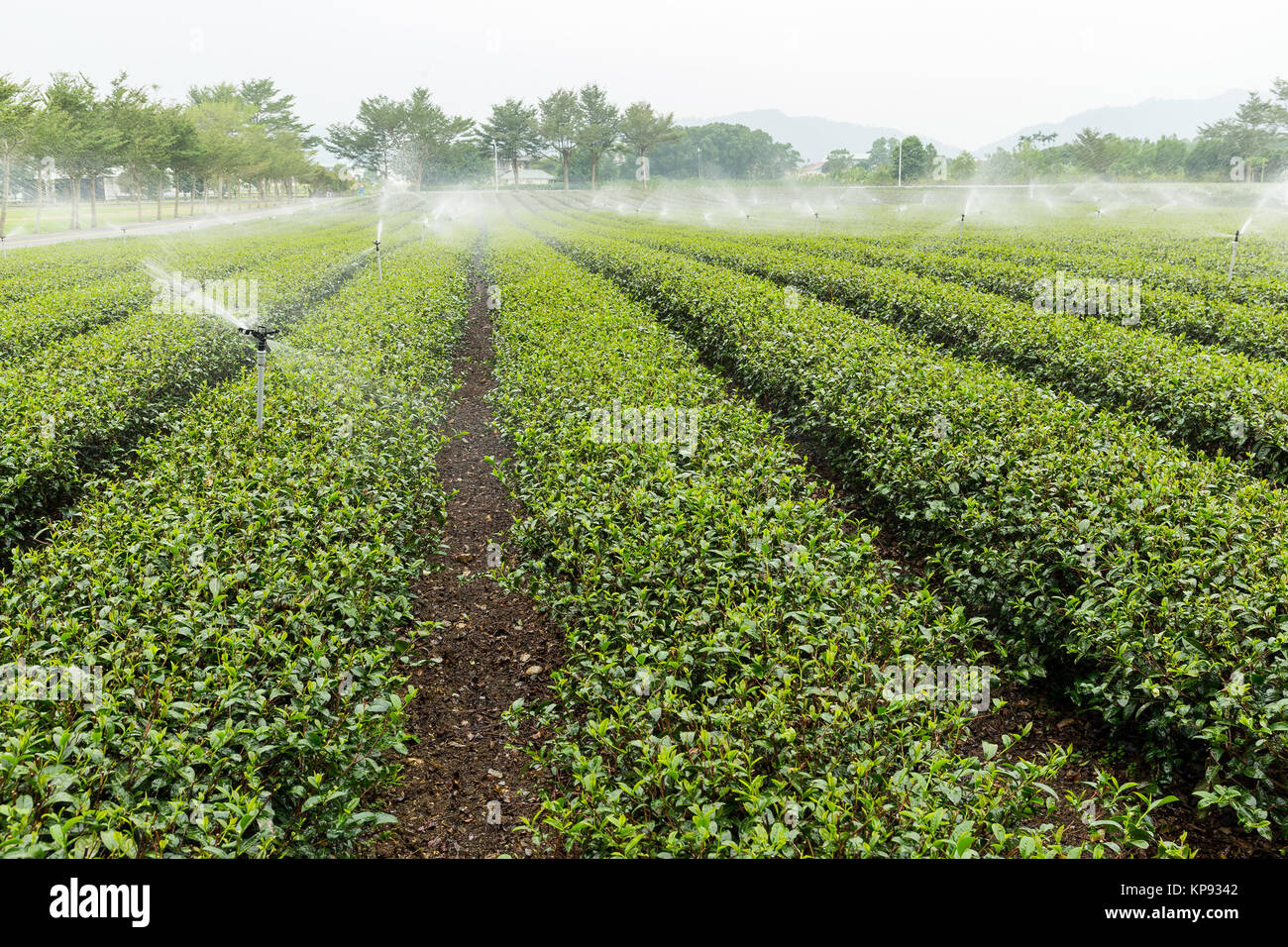 Tea farm in Taiwan luye Stock Photo - Alamy