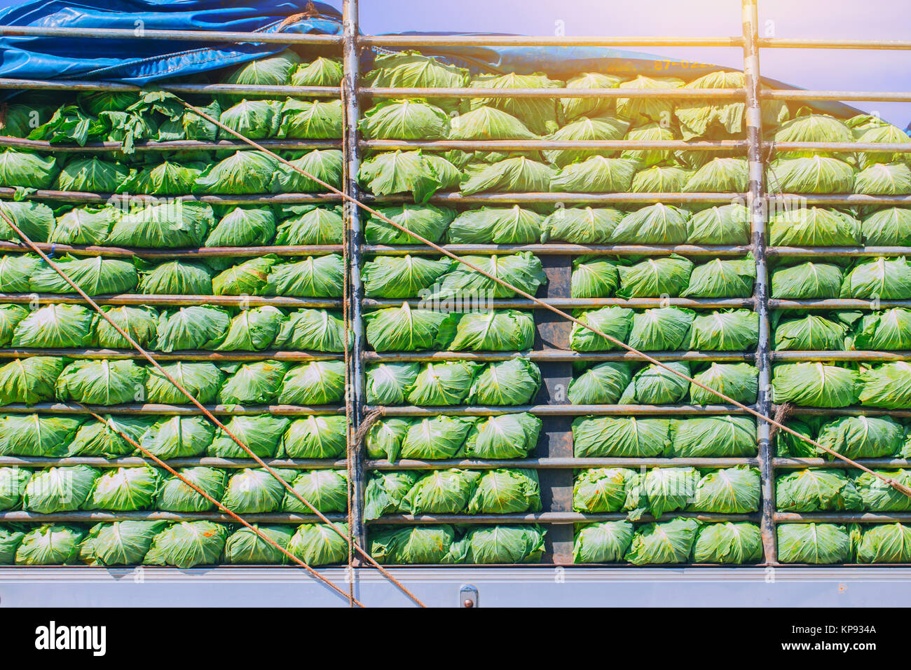 cabbage on the truck transport to market in Thailand Stock Photo - Alamy