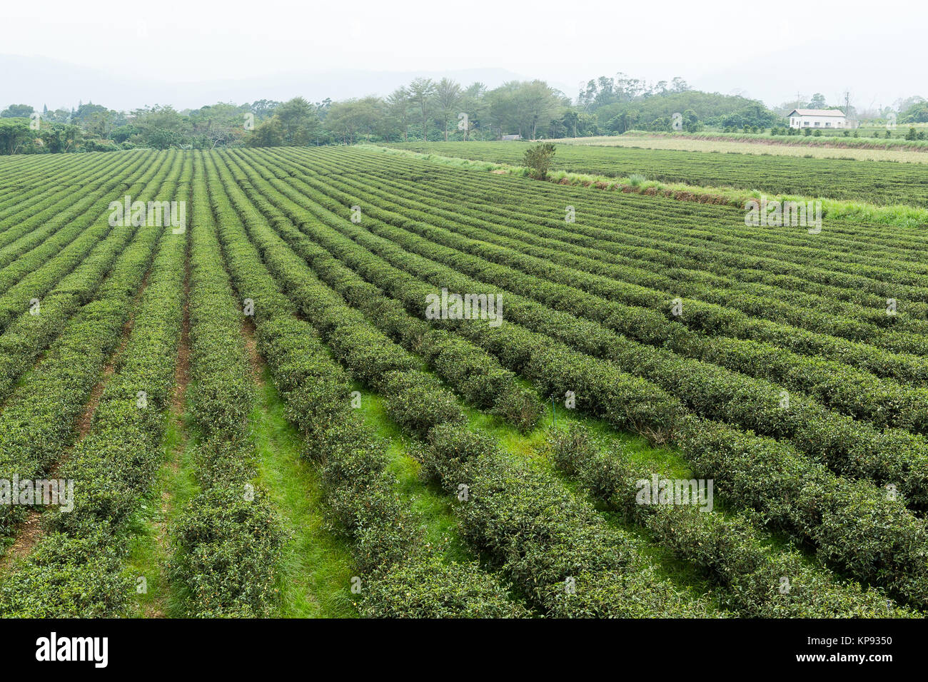 Green tea farm Stock Photo - Alamy