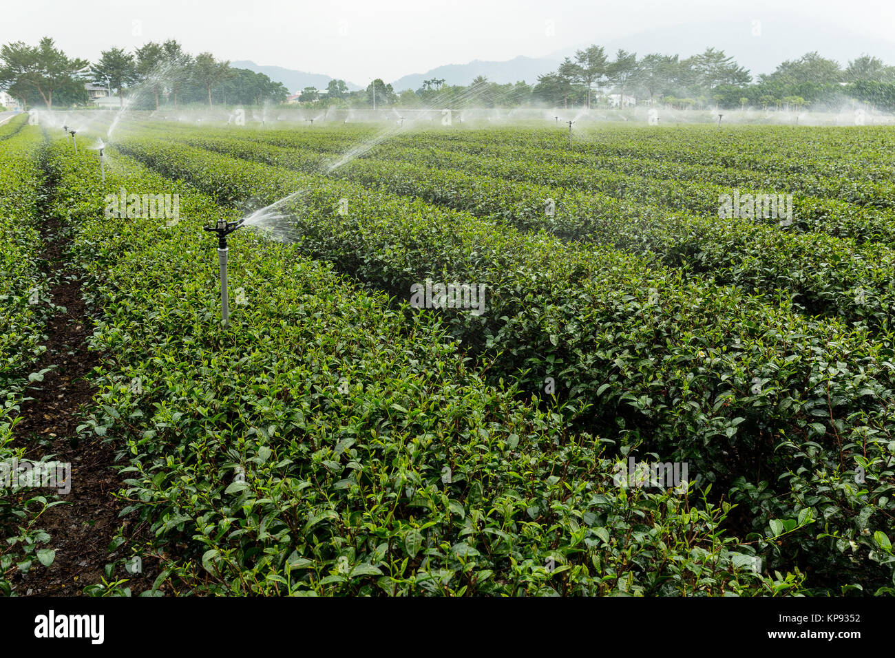Green Tea Farm with water sprinkler system Stock Photo - Alamy