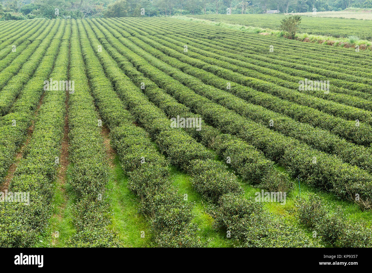 Water sprinkler at the tea farm Stock Photo - Alamy