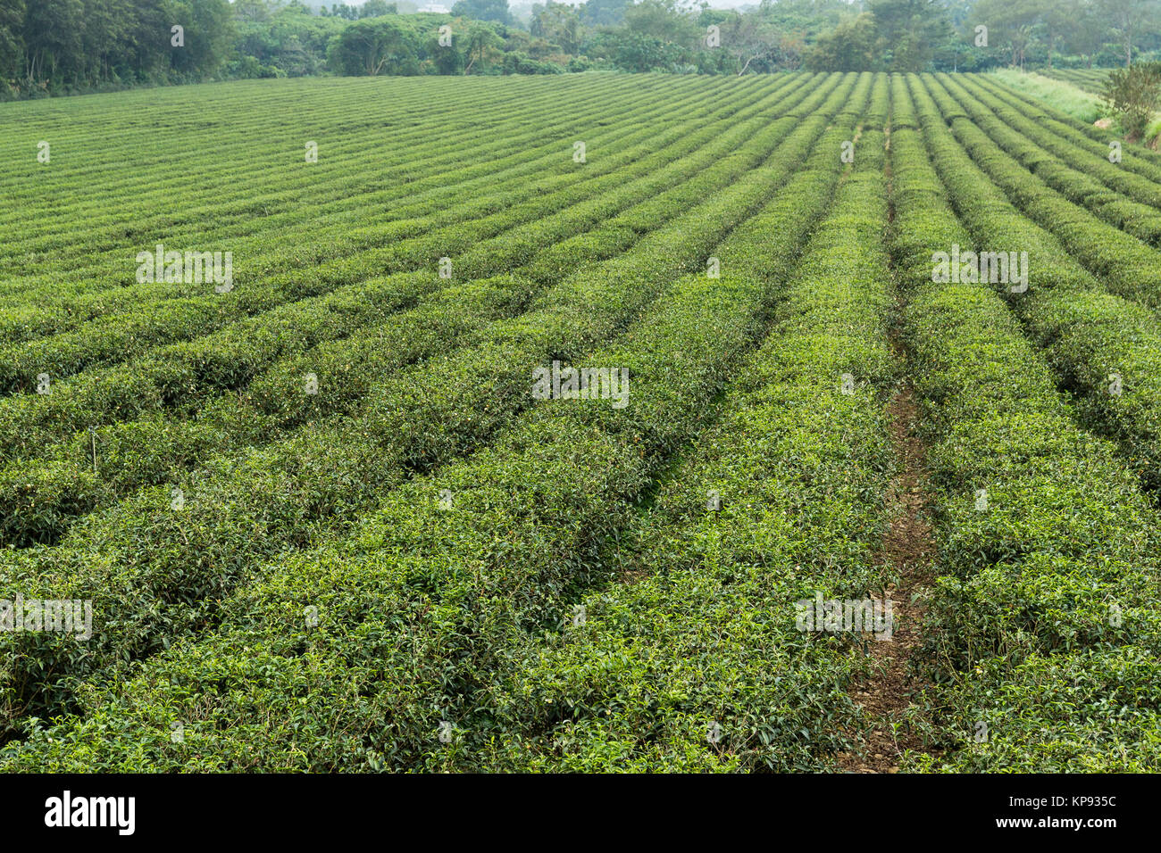 Green tea farm Stock Photo - Alamy