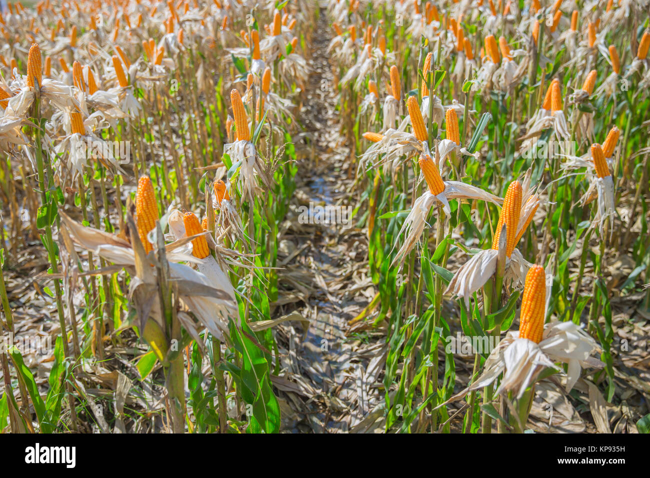 Sweet Corn dry in agriculture farm field harvest grain corn maize ...