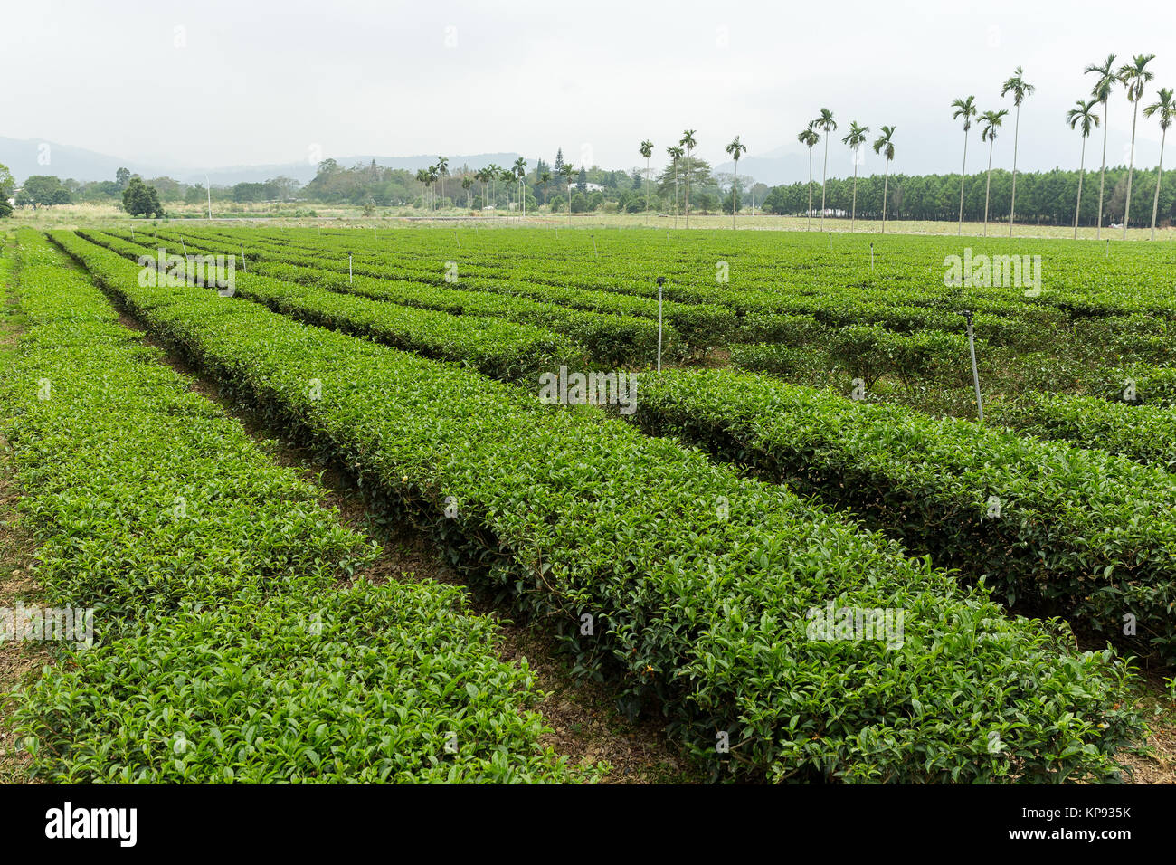 Green tea plantation in TaiWan Stock Photo - Alamy
