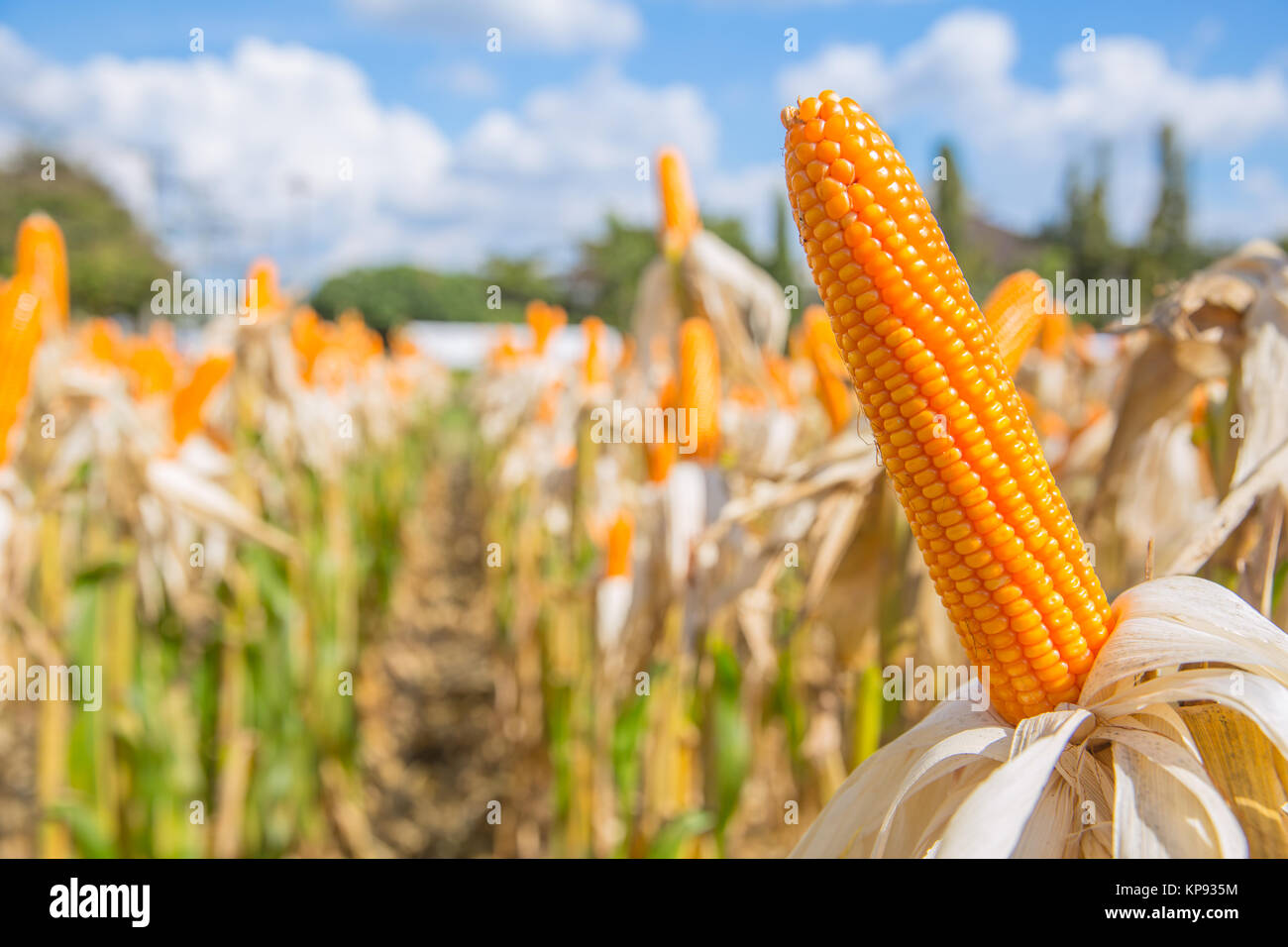 corn field closeup dry corn agriculture Stock Photo - Alamy